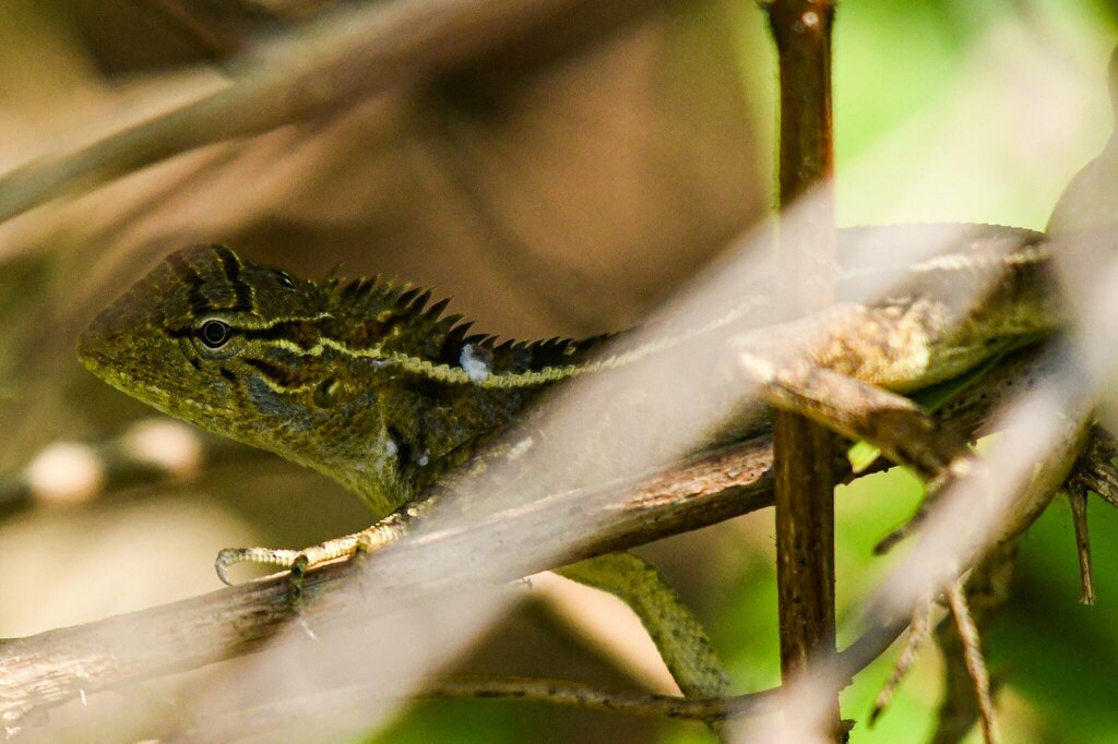 Oriental Garden Lizard from Andaman and Nicobar Islands, India on ...