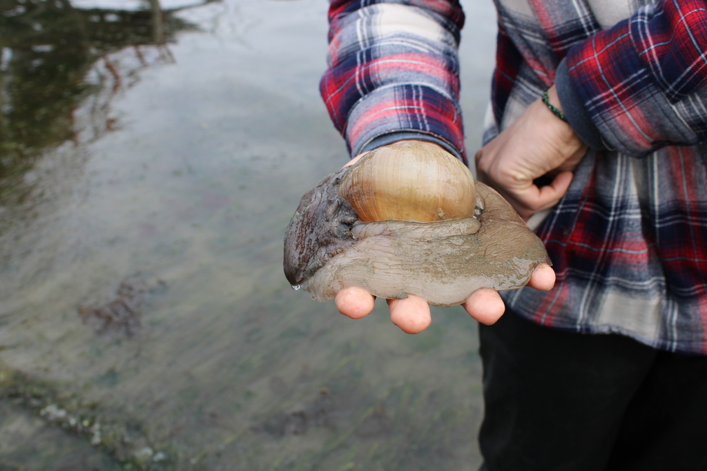 Lewis's Moon Snail from Trincomali Channel, Capital, BC, CA on May 6 ...