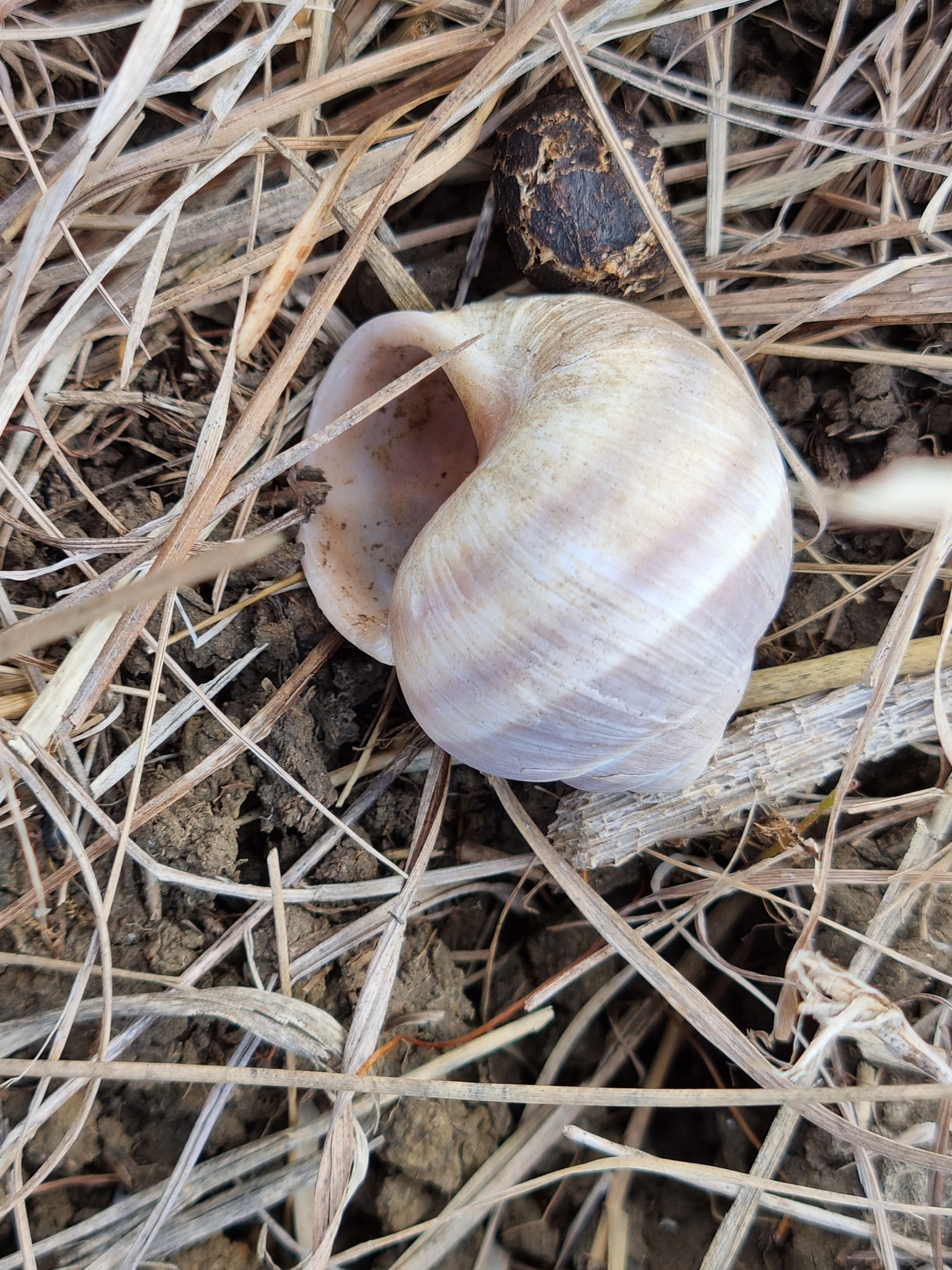 Helix cincta O.F.Müller, 1774