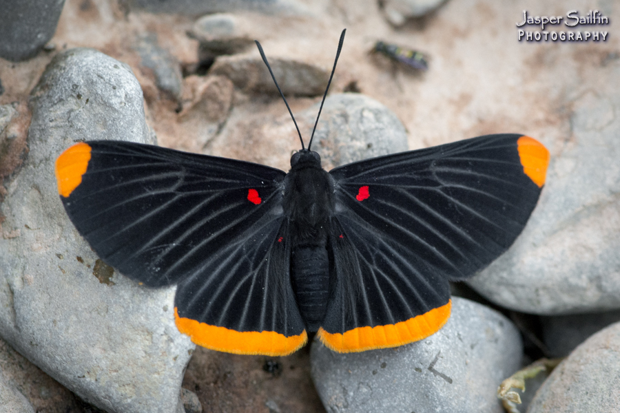 Smith's Pixie from Rio Shima camp, Satipo Province, Peru on May 19 ...