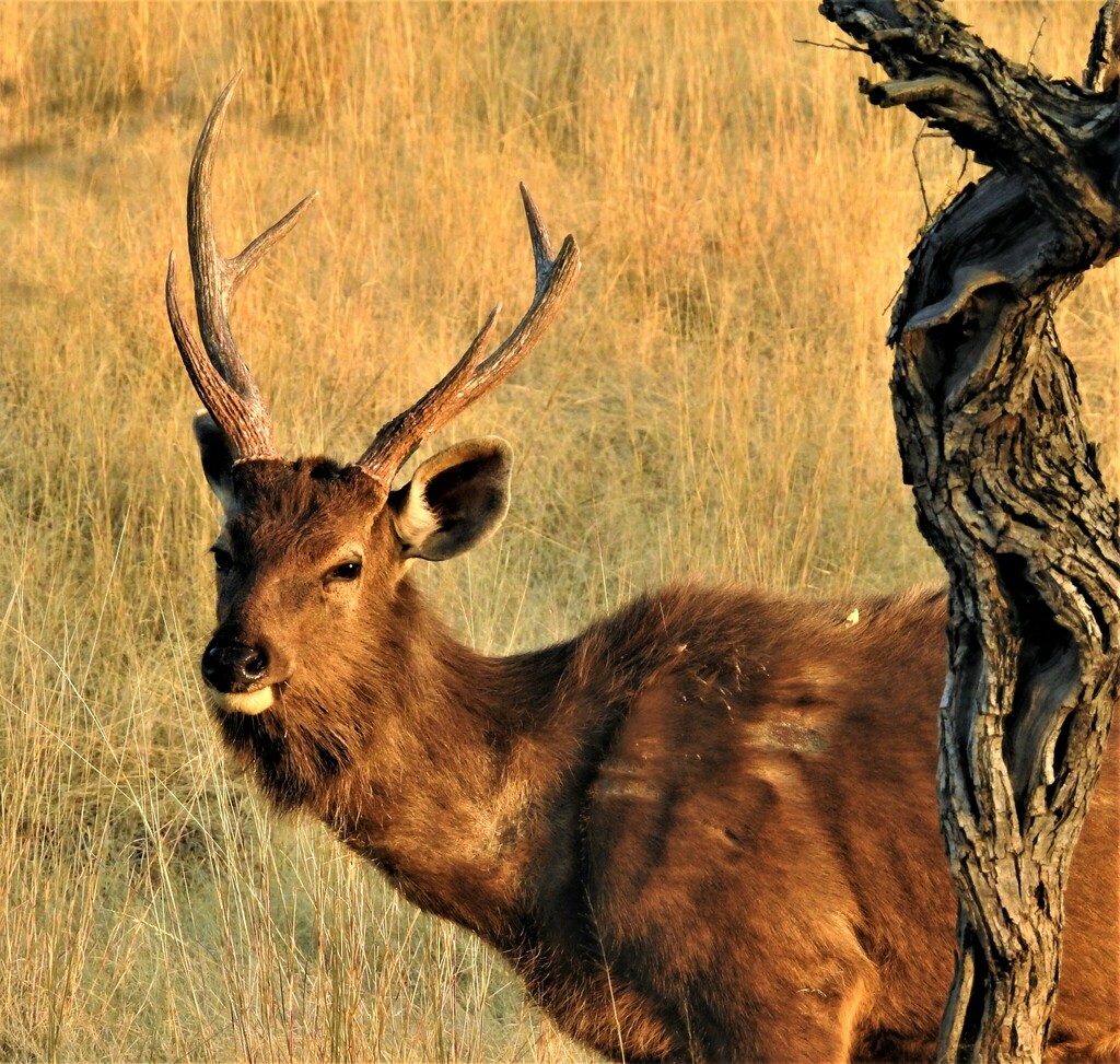 Sambar in February 2018 by Scott Flamand · iNaturalist