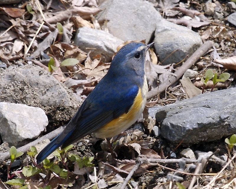 Red-flanked Bluetail (Birds of Germany) · iNaturalist