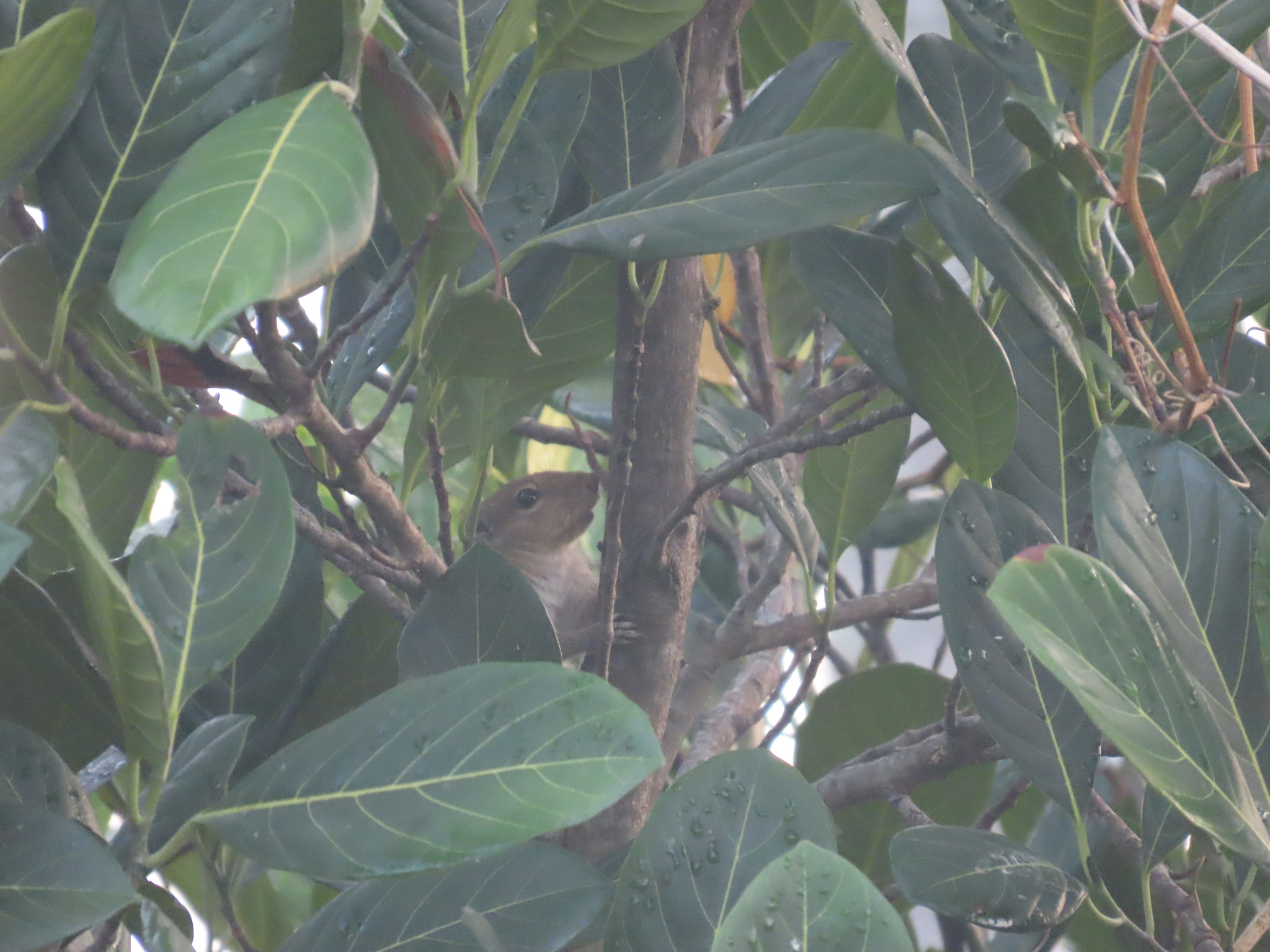 Funambulus tristriatus (Waterhouse, 1837)