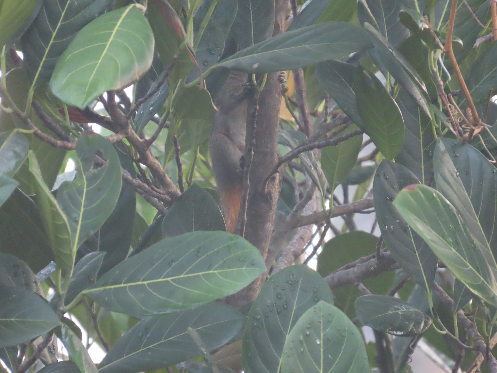 Funambulus tristriatus (Waterhouse, 1837)