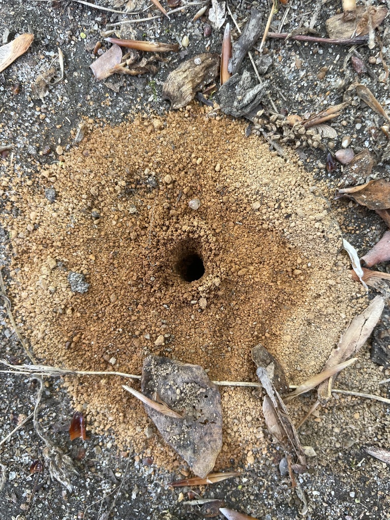 American Winter Ant from Pennypacker Park, Haddonfield, NJ, US on May ...