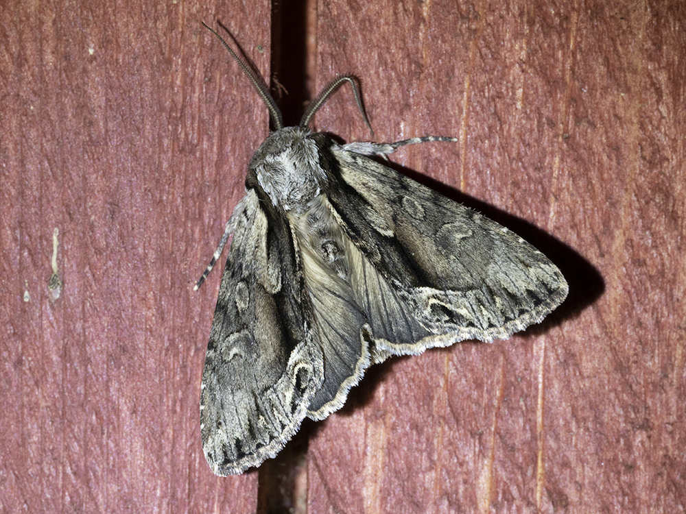 Common Hyppa Moth from Middleton, WI on May 11, 2023 at 09:56 PM by ...