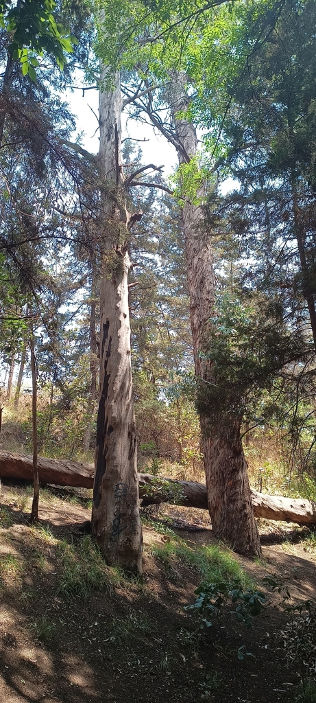 cedar of Goa from Fuentes Brotantes, 14410 Ciudad de México, CDMX ...