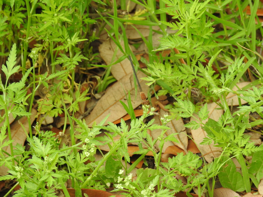 Dancers from Fort Worth, TX, USA on May 12, 2023 at 11:28 AM by Andrew ...
