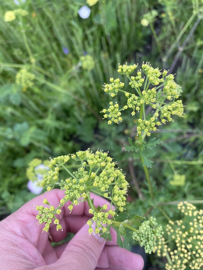 Texas Prairie Parsley from Pacific Way, Sachse, TX, US on May 12, 2023 ...