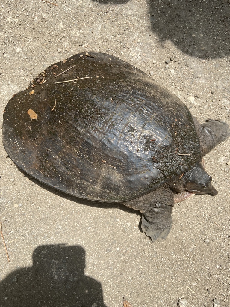 Florida Softshell Turtle from Lake Rosa, Melrose, FL, US on May 12 ...