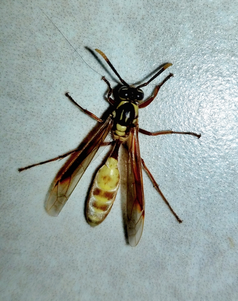 Central American Paper Wasp from 82P5+V9F, Villanueva, Honduras on May ...