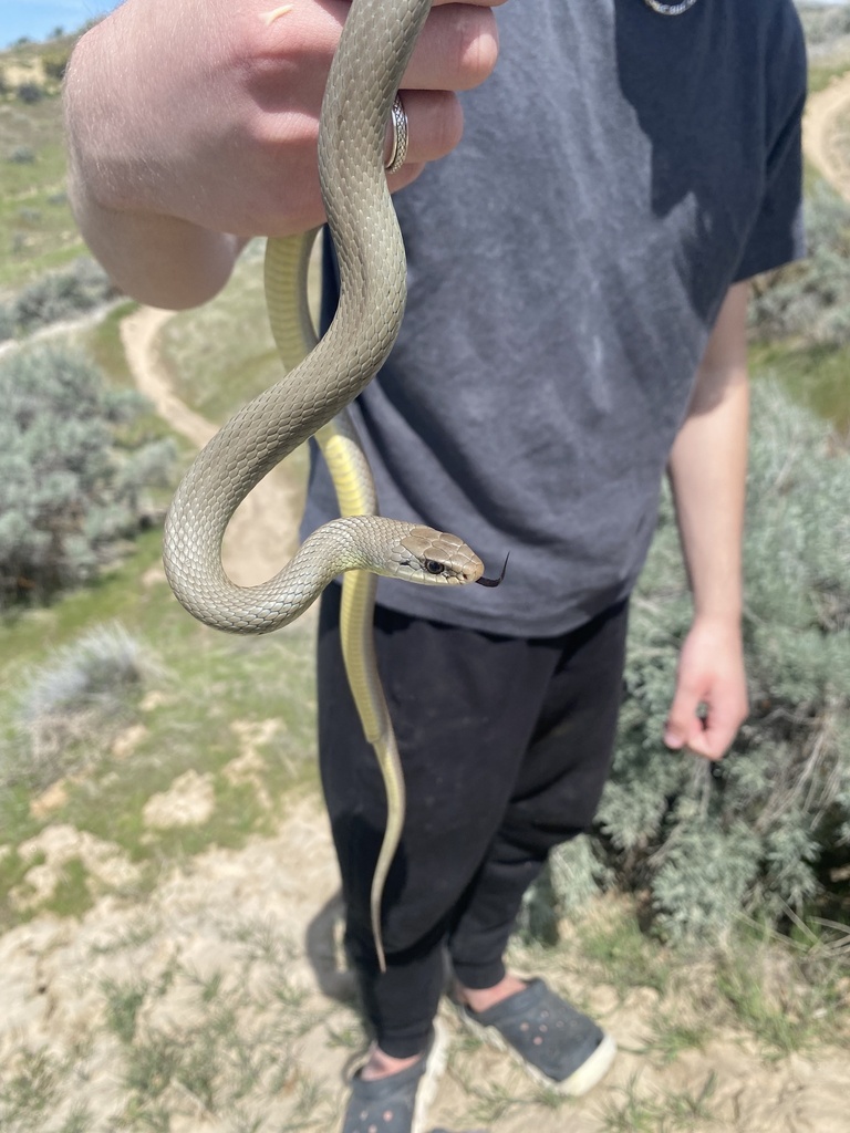 Western Yellow-bellied Racer in May 2023 by Oonagh · iNaturalist