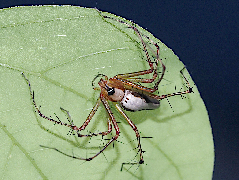 Oxyopes shweta Tikader, 1970