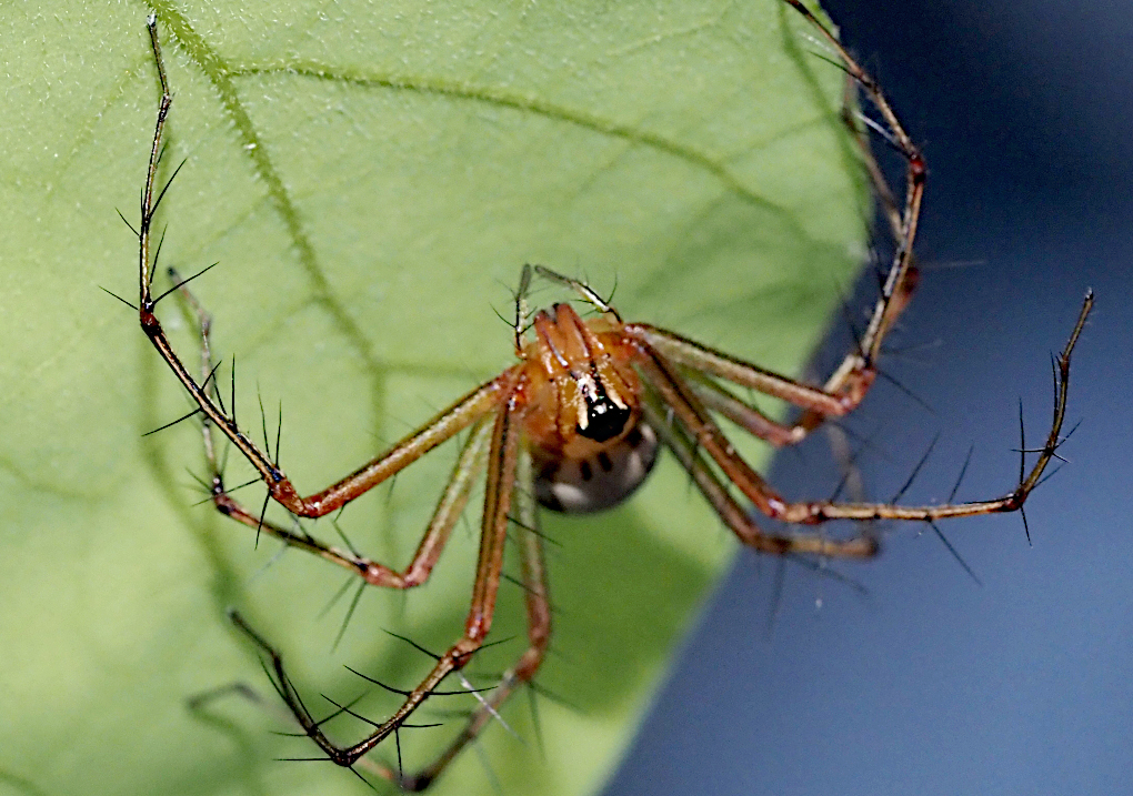 Oxyopes shweta Tikader, 1970