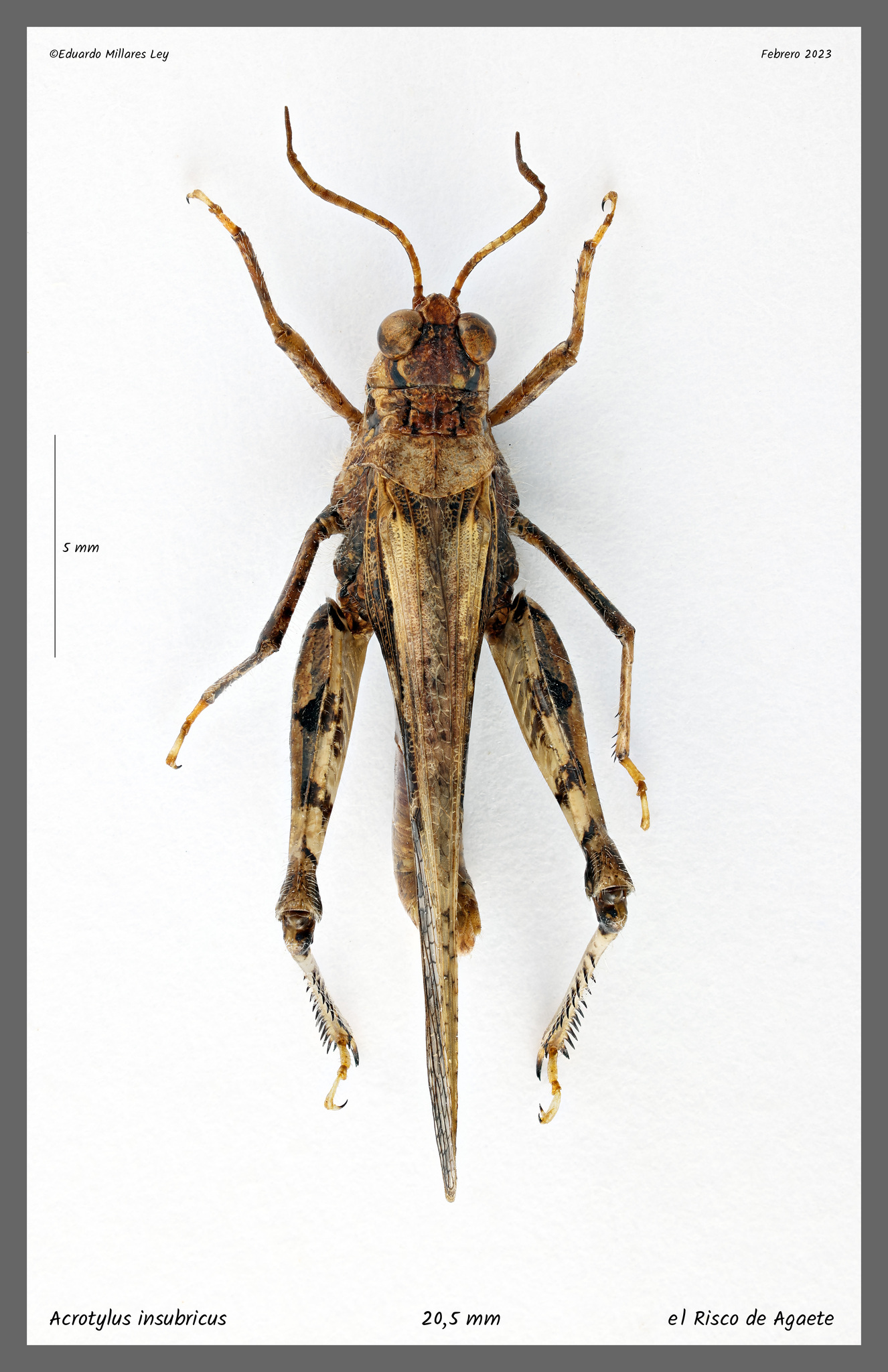 Acrotylus insubricus (Scopoli, 1786)