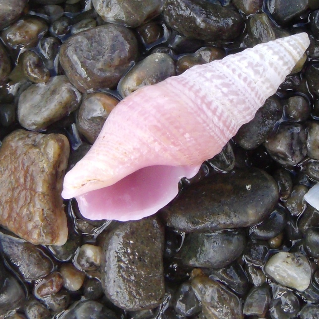 Pink Tower Shell from Balaena Bay, Roseneath, Wellington 6021, New ...