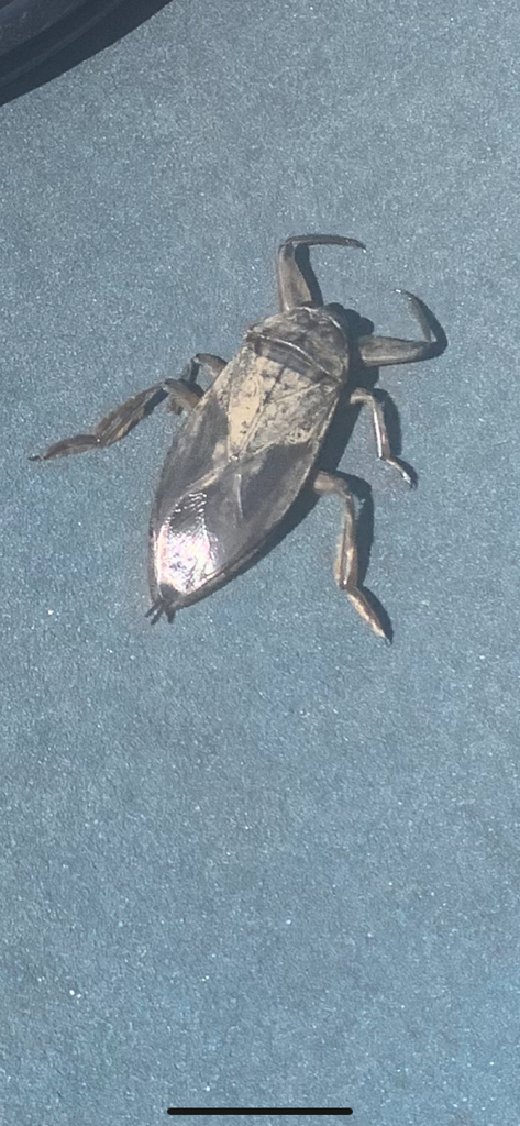 American Giant Water Bug from Candiac on May 12, 2023 at 02:21 PM by ...
