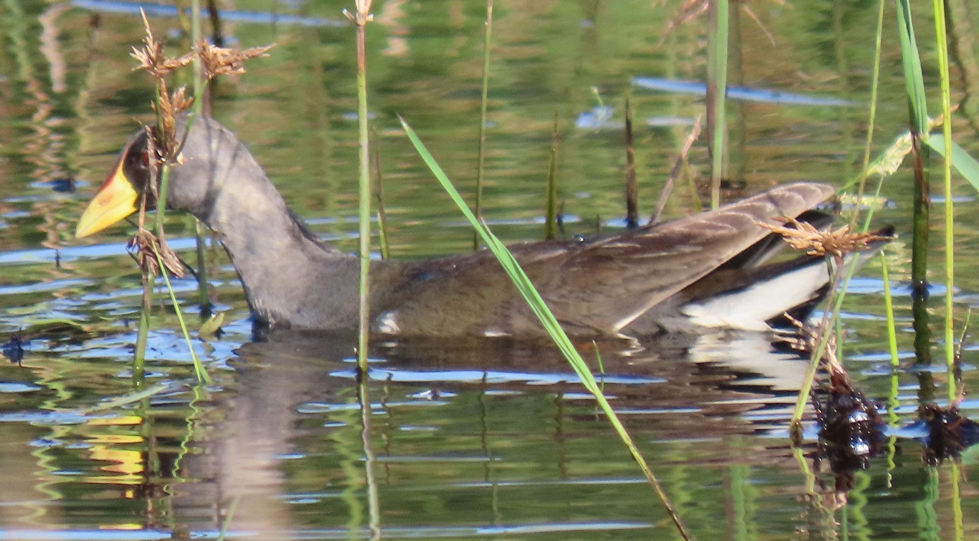 Gallinula angulata Sundevall, 1850