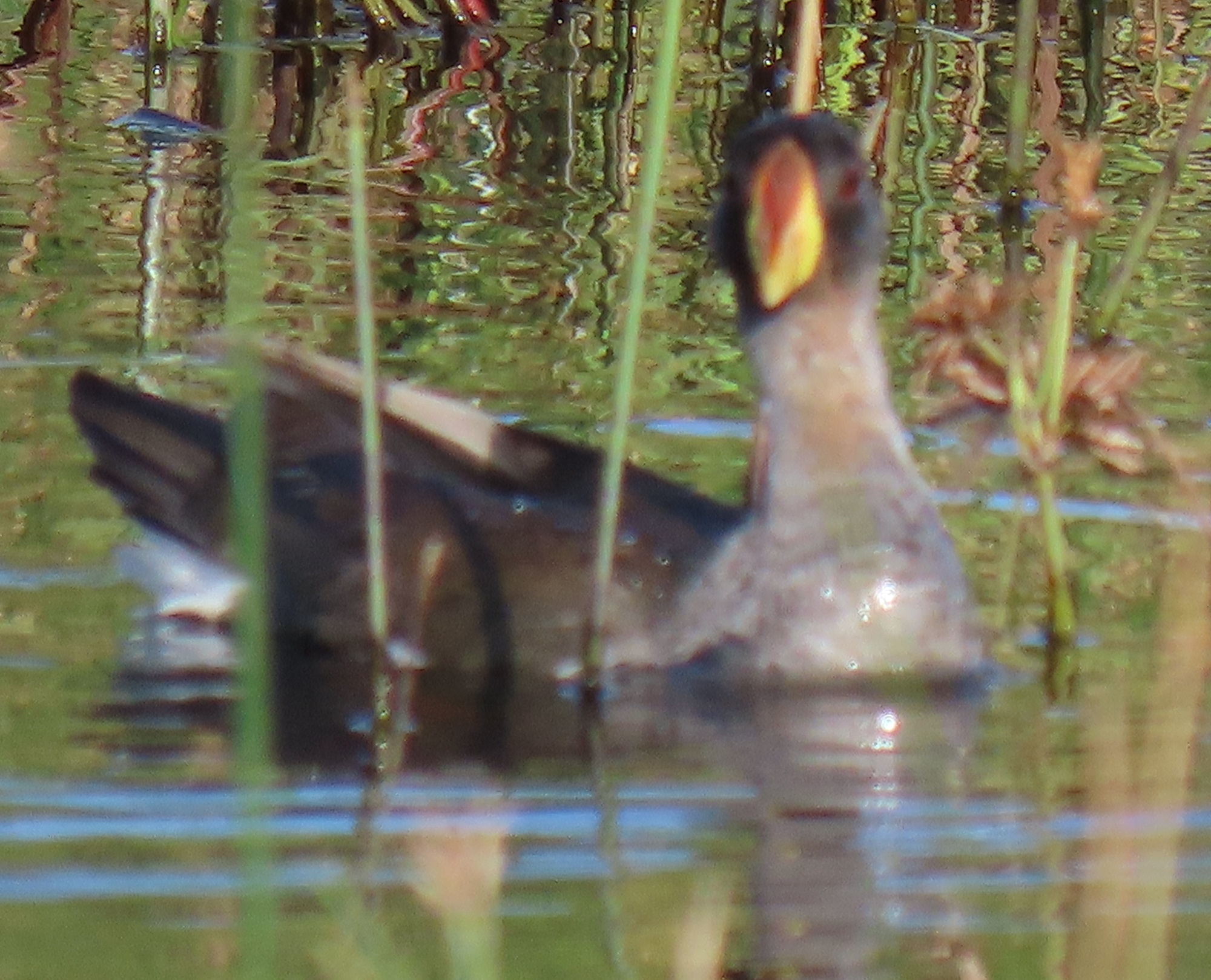 Gallinula angulata Sundevall, 1850