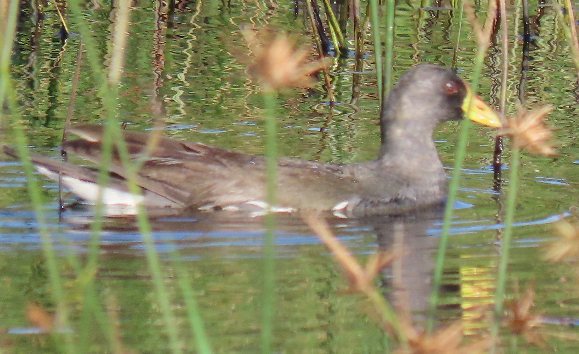 Gallinula angulata Sundevall, 1850