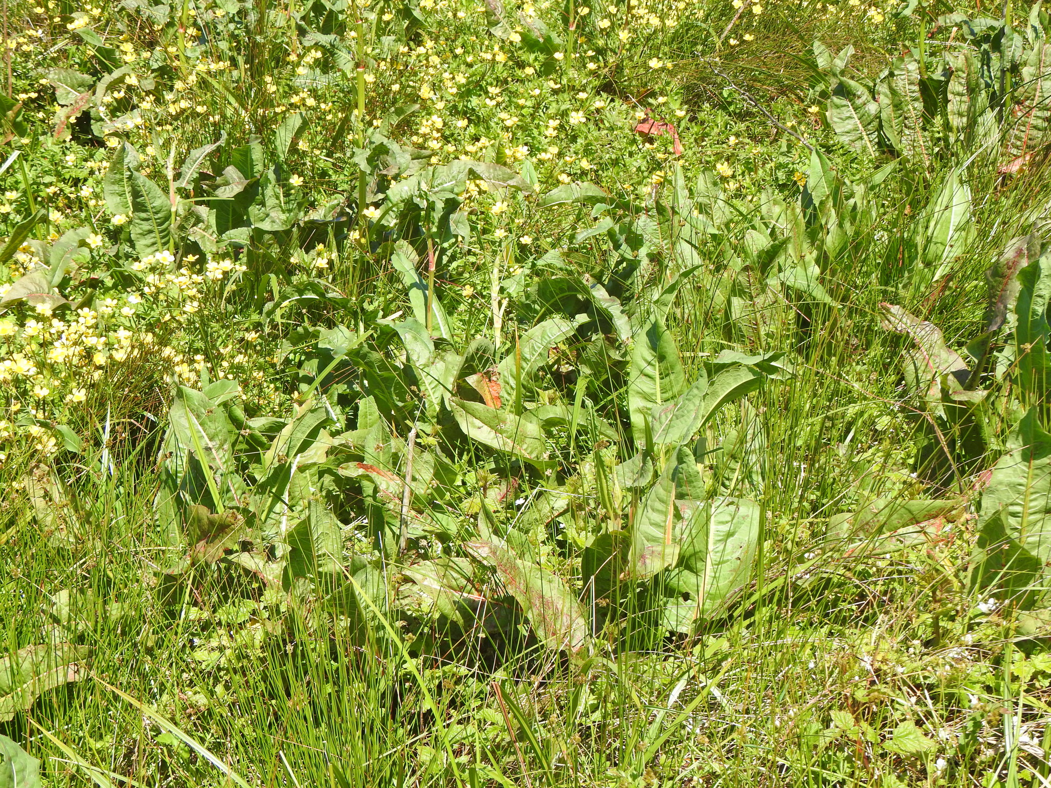 Rumex occidentalis (Michx.) S.Watson