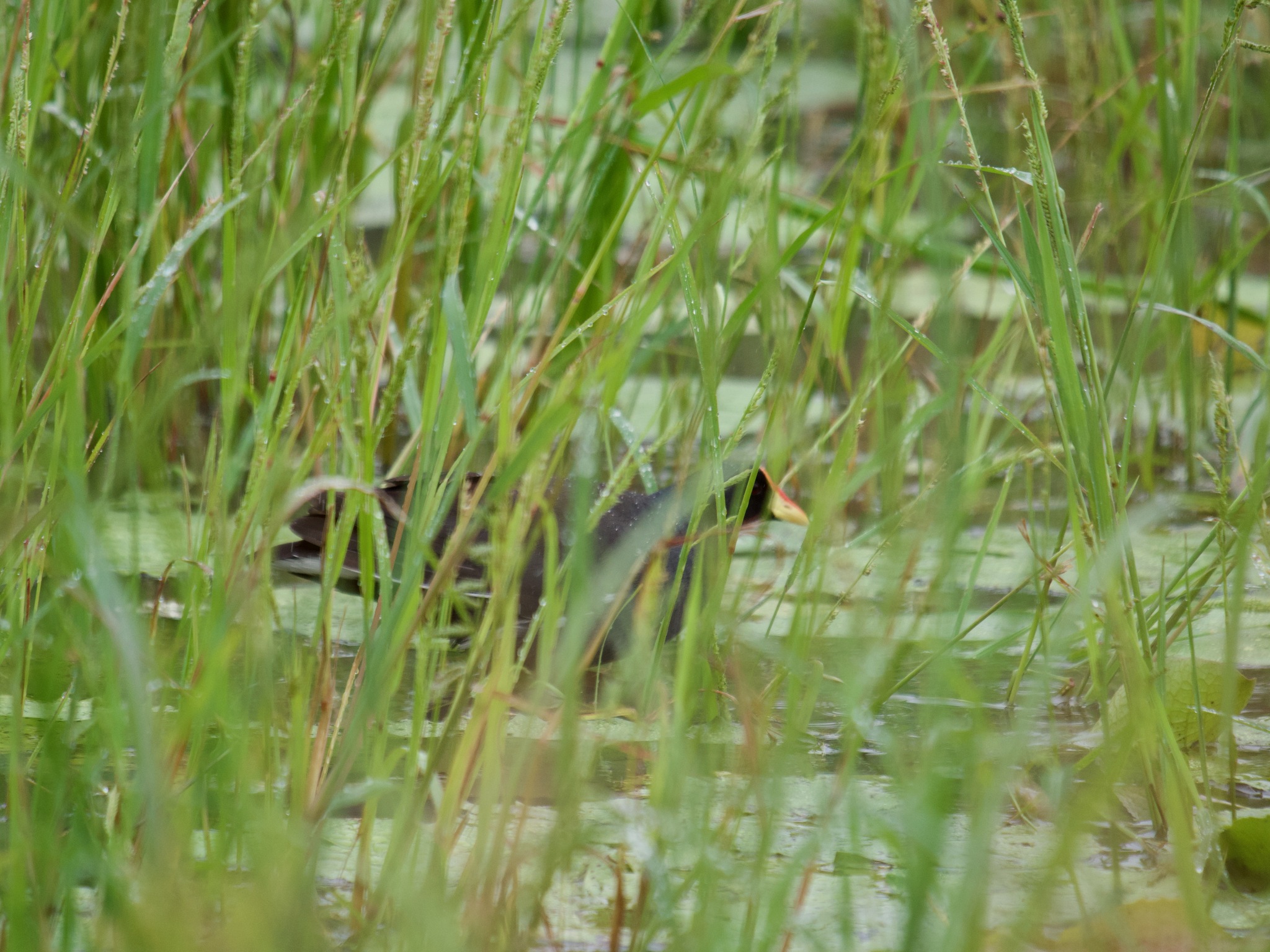 Gallinula angulata Sundevall, 1850