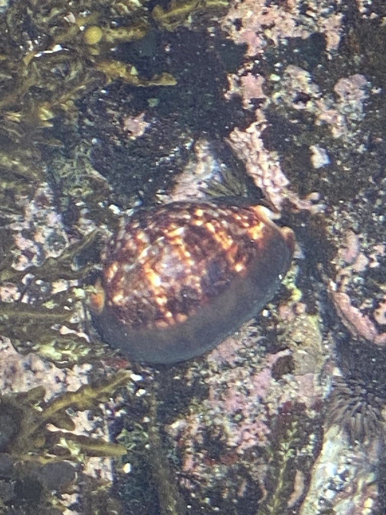 Humpback Cowry from Kailua-Kona, HI, USA on May 05, 2023 at 10:21 AM by ...
