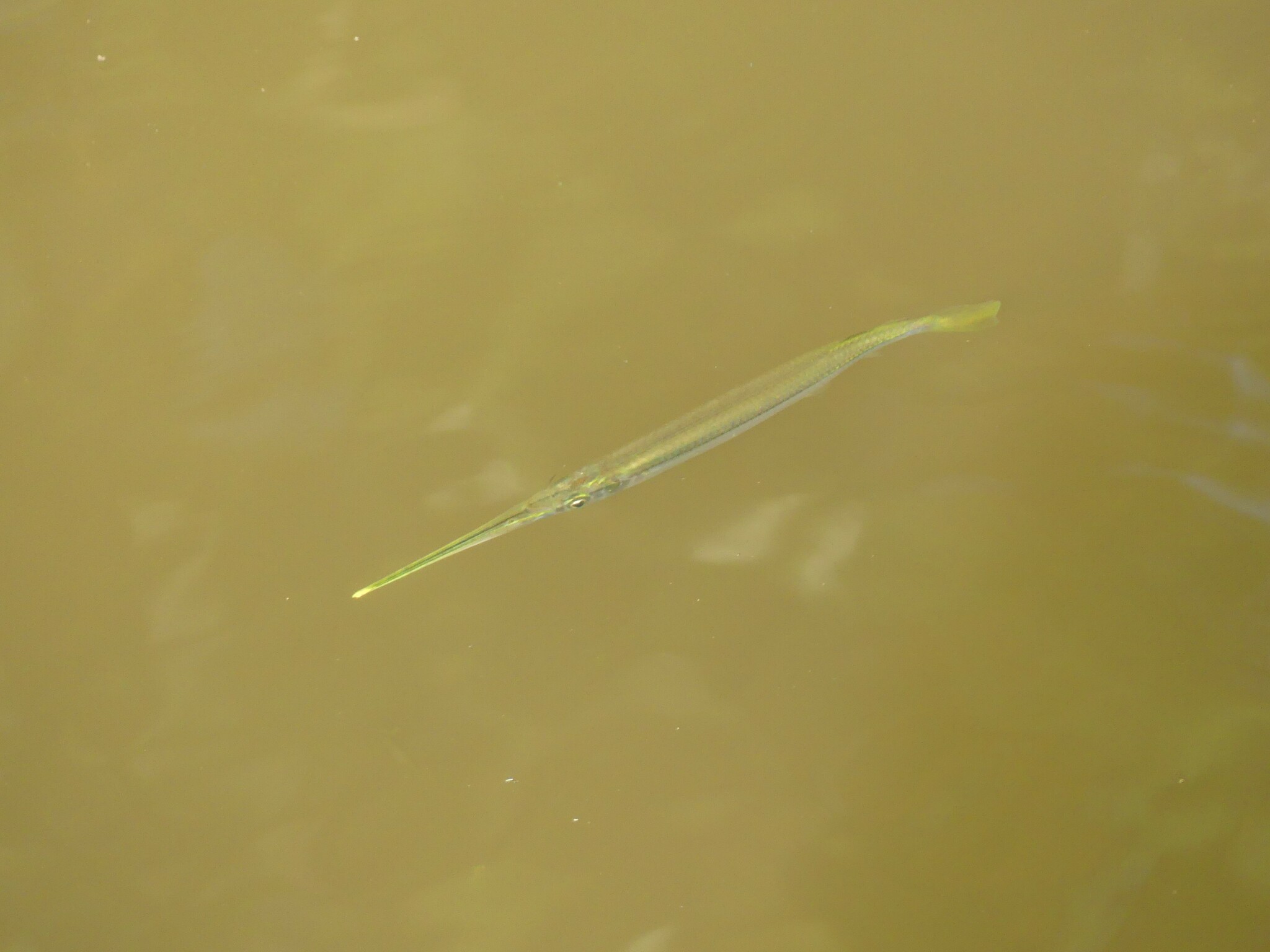 Zenarchopterus buffonis (Valenciennes, 1847)