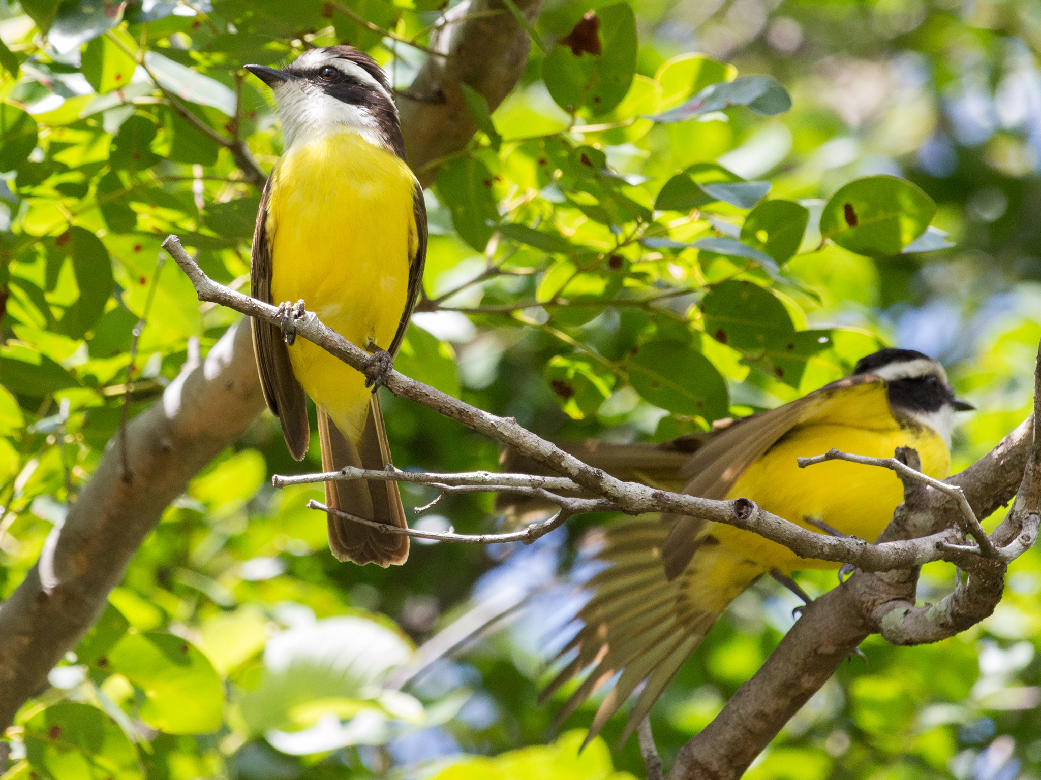 Phelpsia inornata (Lawrence, 1869)