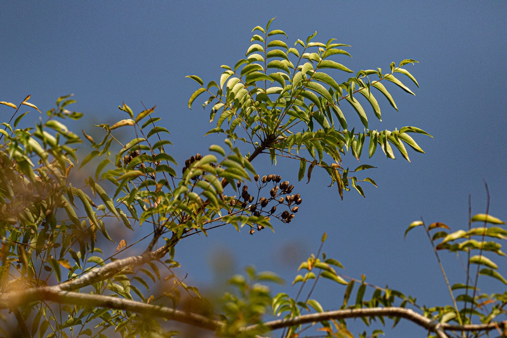 Kirkia from Nhamarimba Falls, Gorongosa National Park, Cheringoma ...