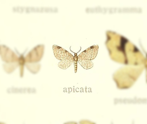 Chrioloba apicata · iNaturalist