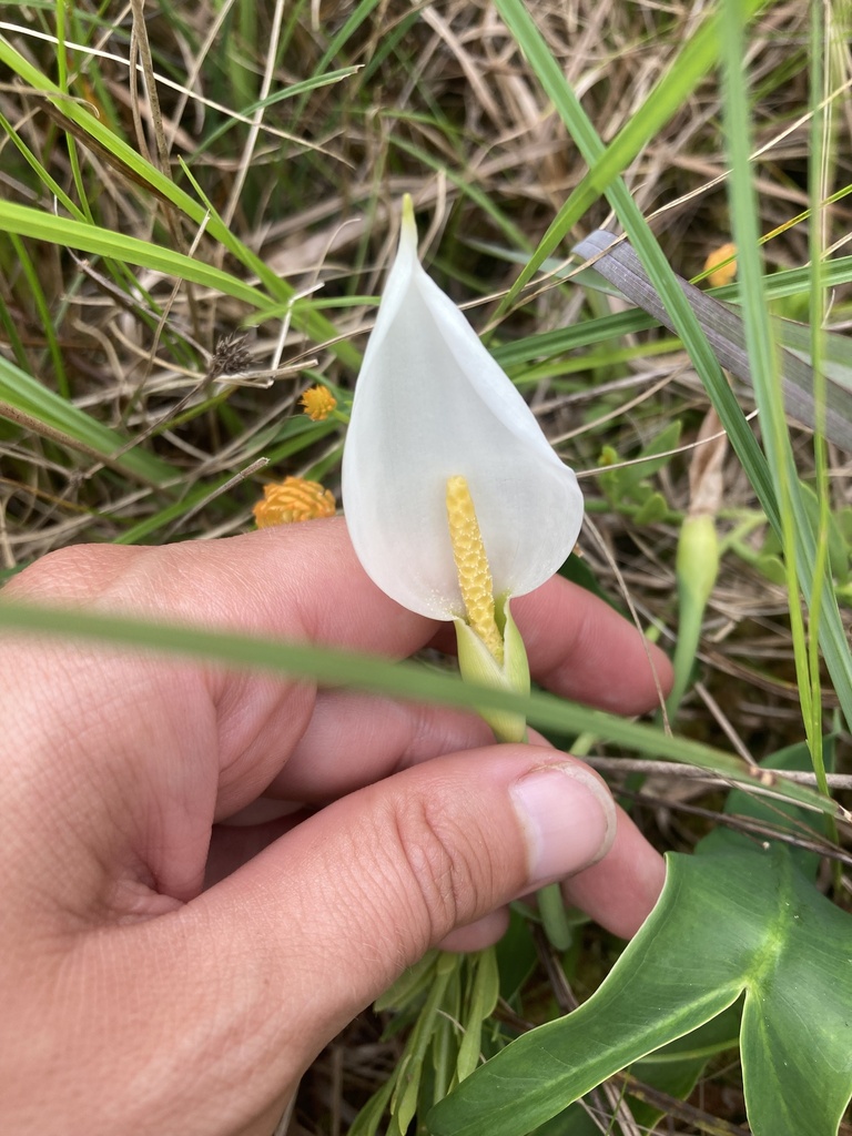 white arrow arum from Indigo Pond, DeFuniak Springs, FL, US on May 12 ...