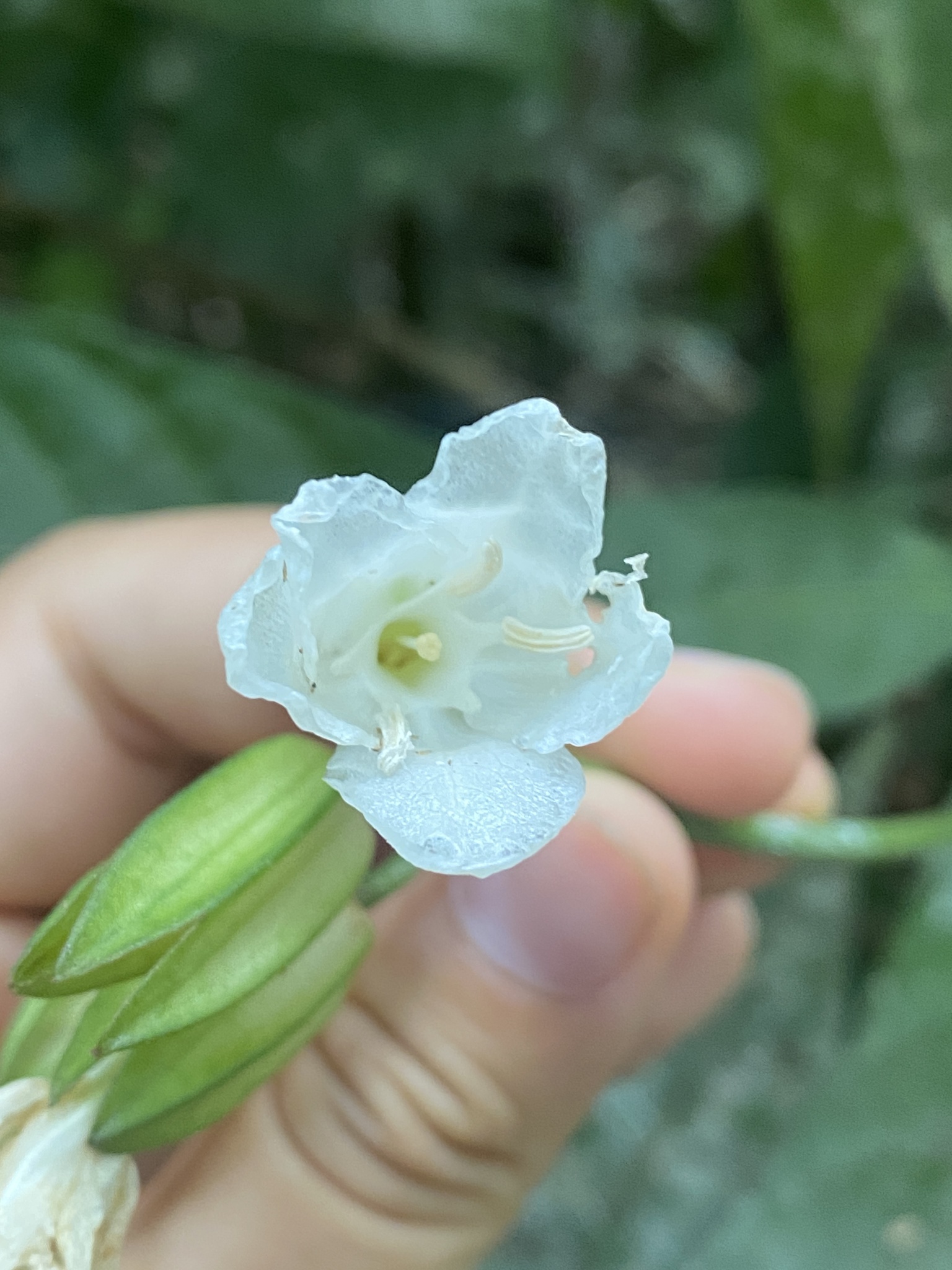 Erythrochiton gymnanthus Kallunki