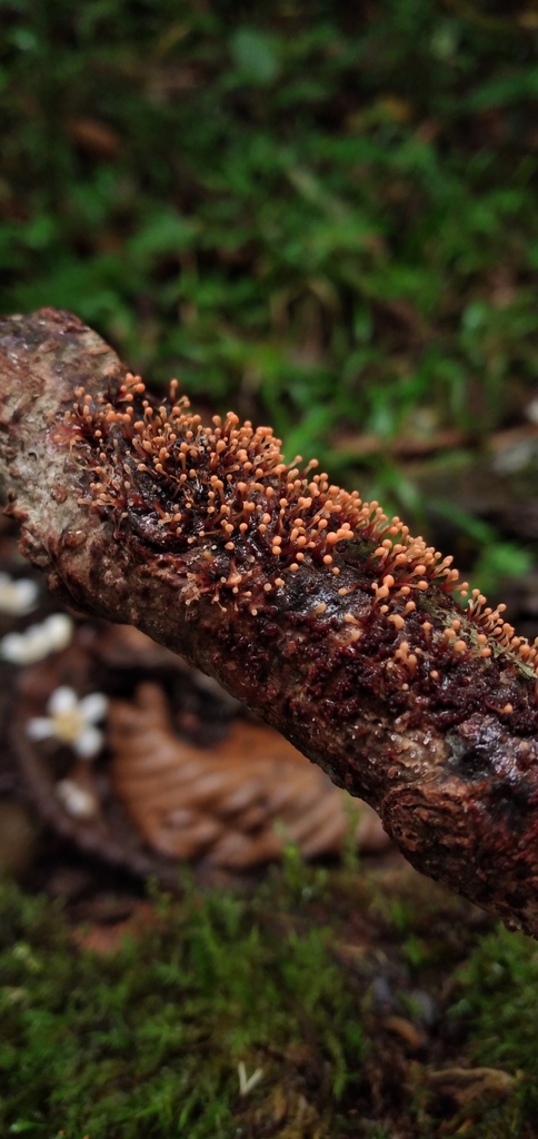 Nectria pseudotrichia from Costa Rica on April 2, 2023 at 01:46 PM by ...