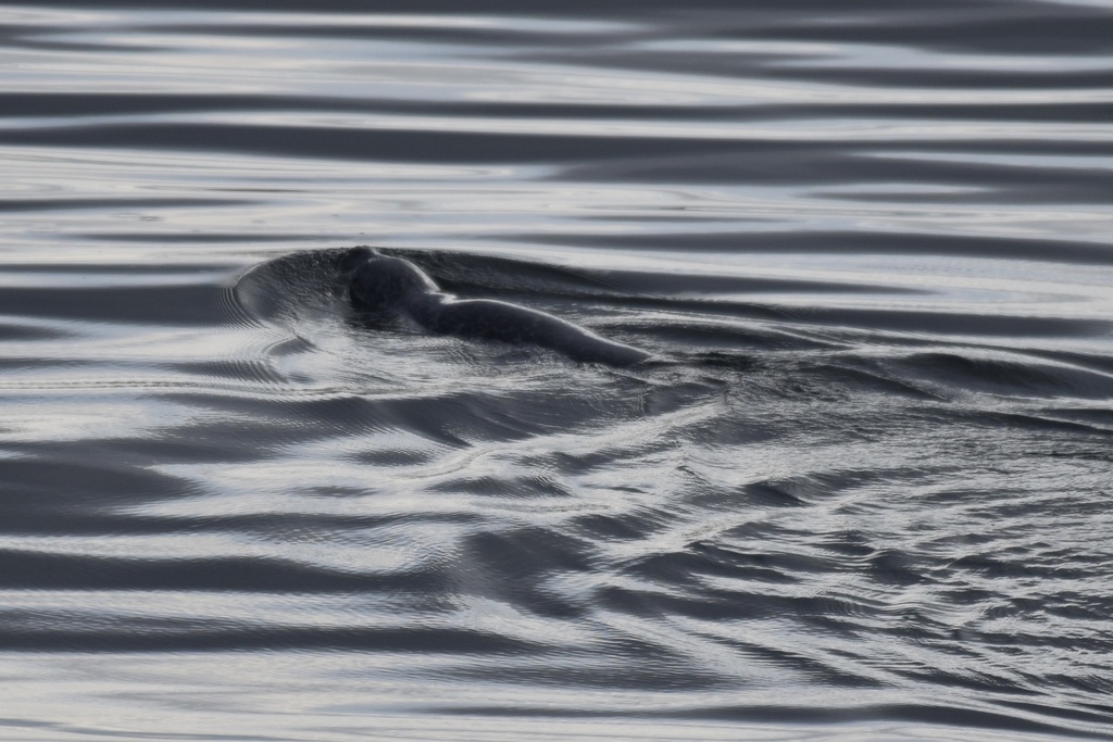Earless Seals from Loch Etive, Scotland, GB on May 6, 2023 at 07:52 AM ...