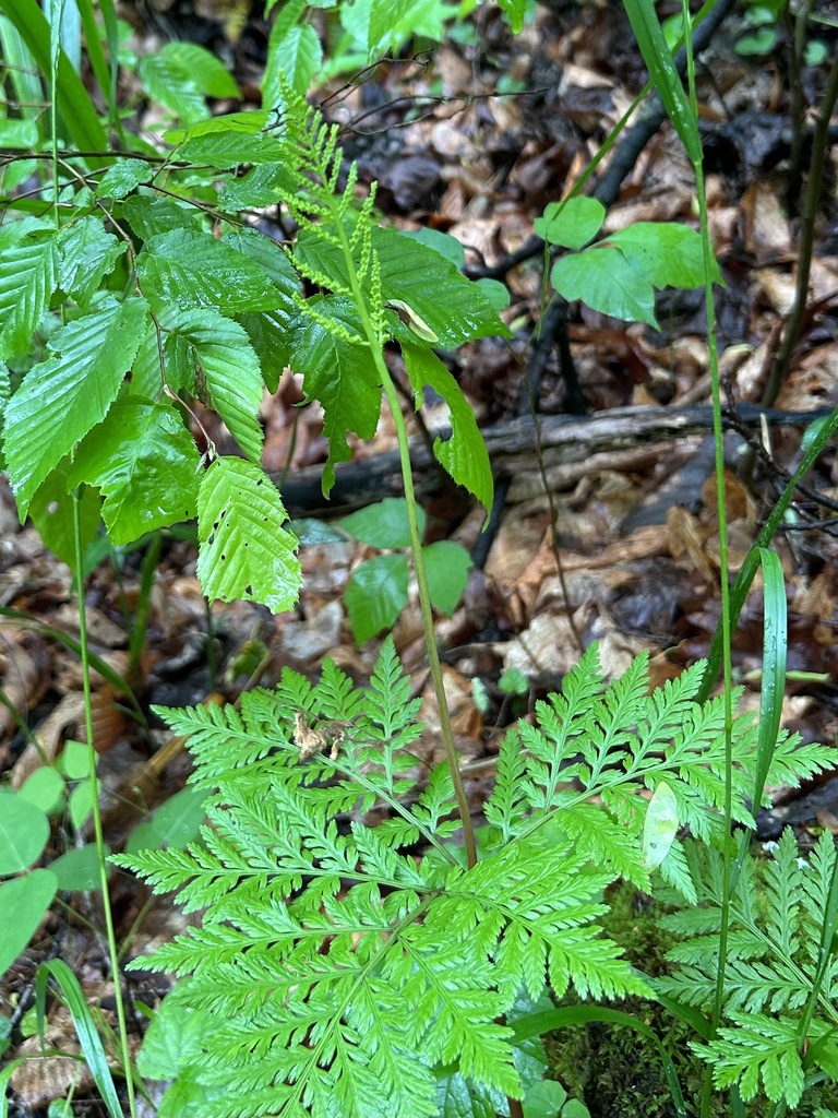 rattlesnake fern from Daniel Boone National Forest, Pine Ridge, KY, US ...