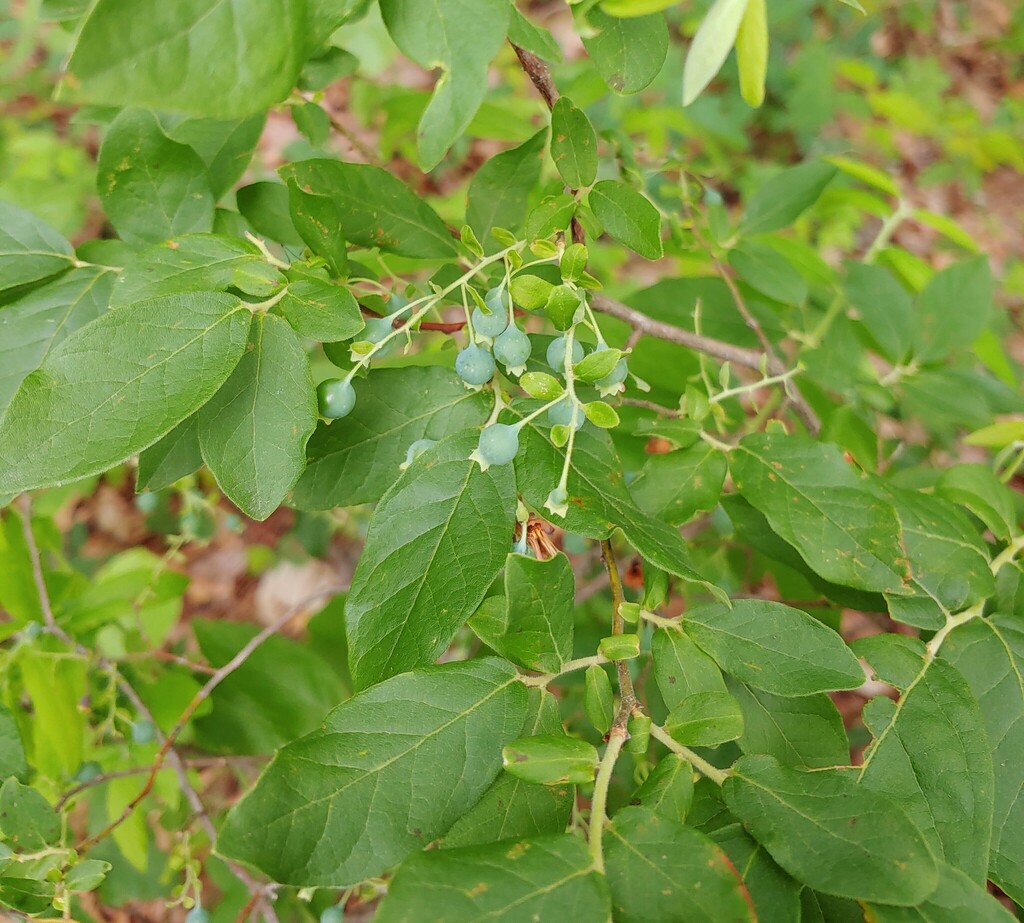 deerberry from Dekalb County, GA, USA on May 11, 2023 at 11:21 AM by ...