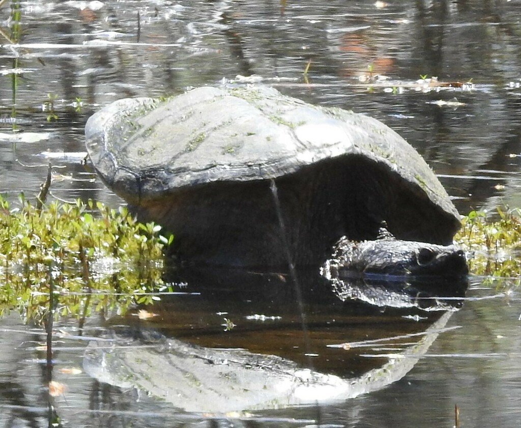 Common Snapping Turtle from Harwich, Municipality Of Chatham-Kent, ON ...