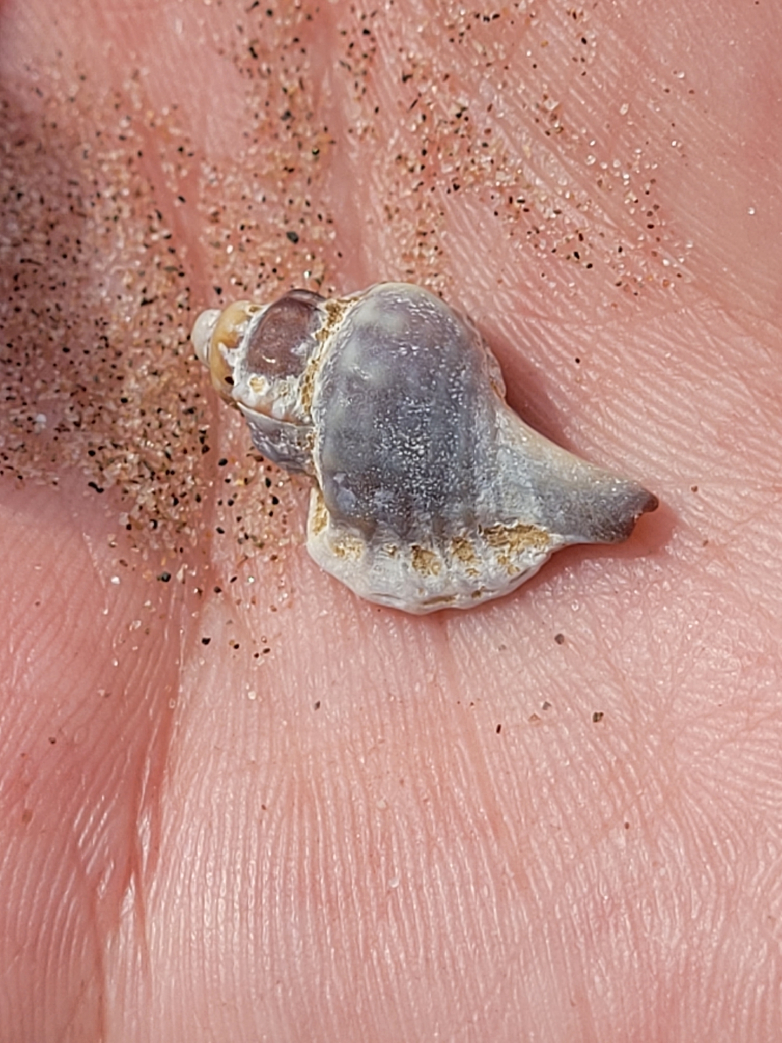 Eupleura caudata (Say, 1822)