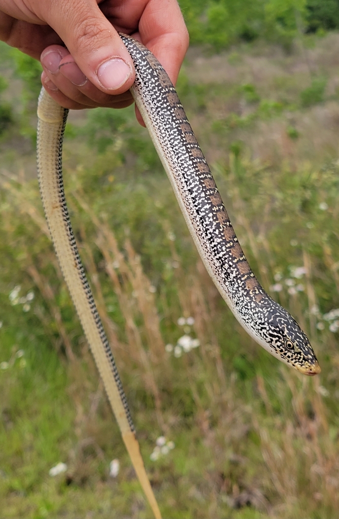 Eastern Slender Glass Lizard from Bristol, FL 32321, USA on May 11 ...
