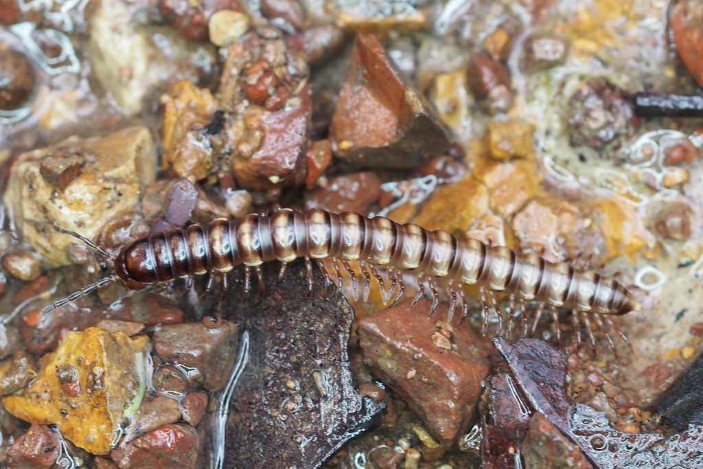 Flat-backed Millipedes from Kiwarrak NSW 2430, Australia on March 26 ...