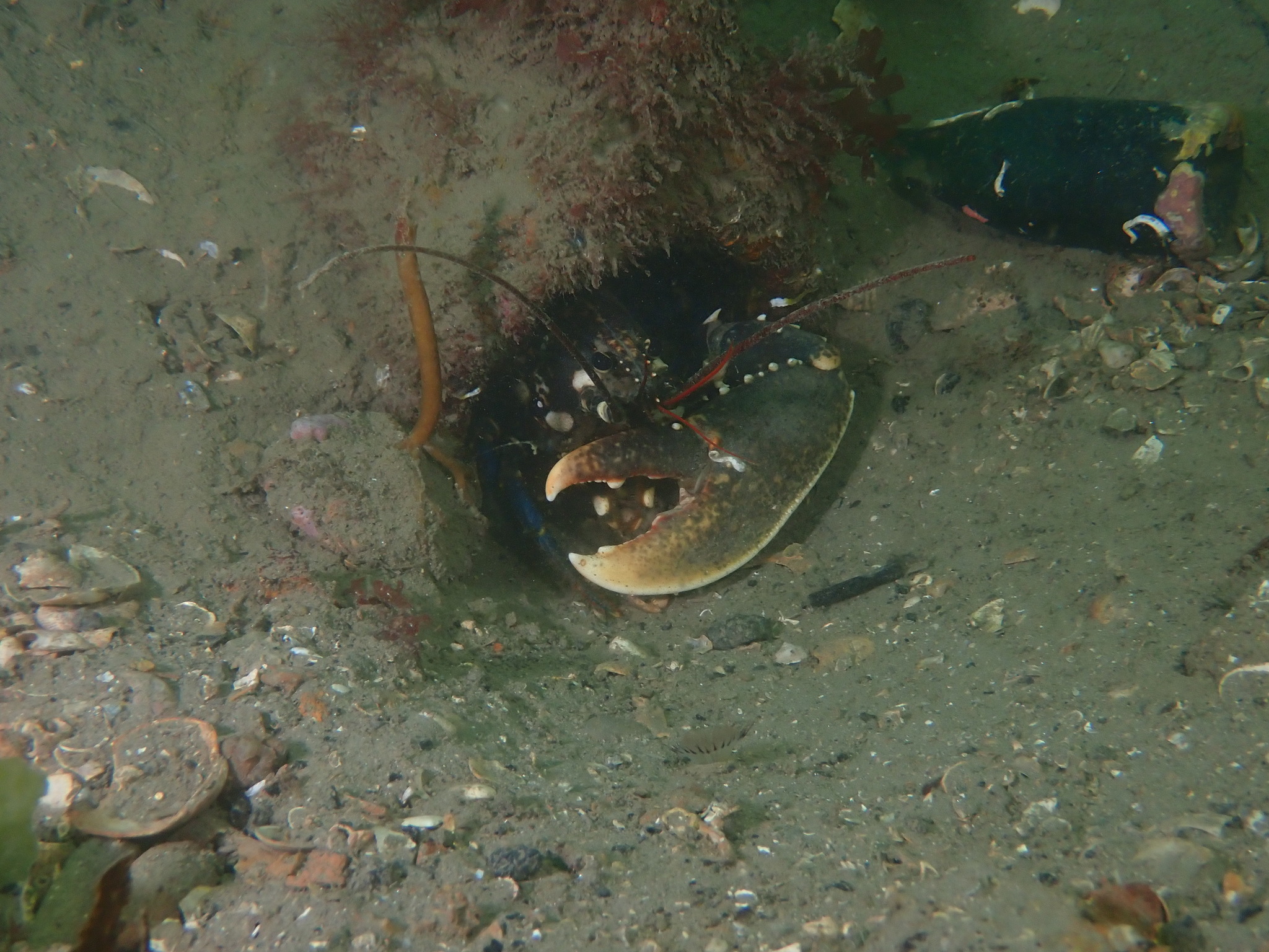 Homarus gammarus (Linnaeus, 1758)