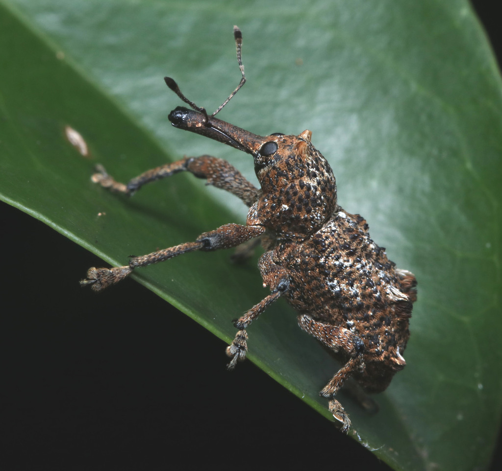 Elephant Weevil in April 2023 by juliegraham173 · iNaturalist