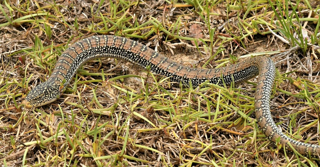 Slender Glass Lizard (Ophisaurus attenuatus) (Wildlife of the United ...