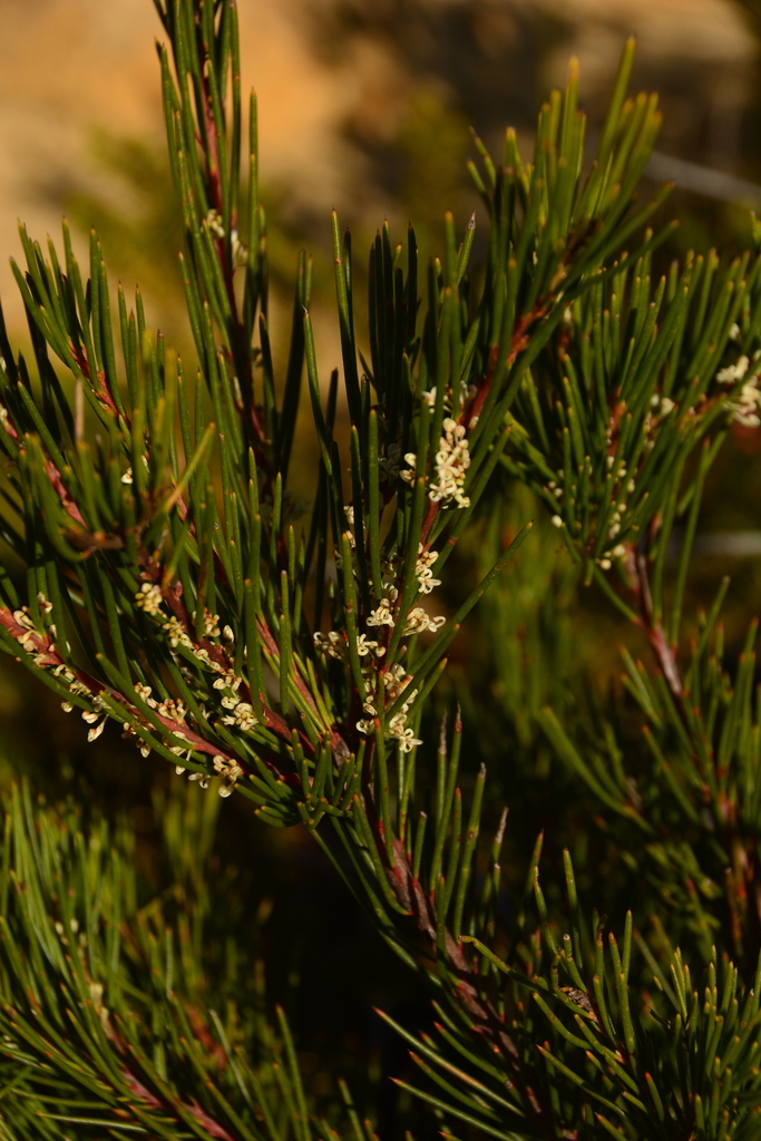 Pincushion trees from Blue Mountains Nat'l Park NSW 2787, Australia on ...