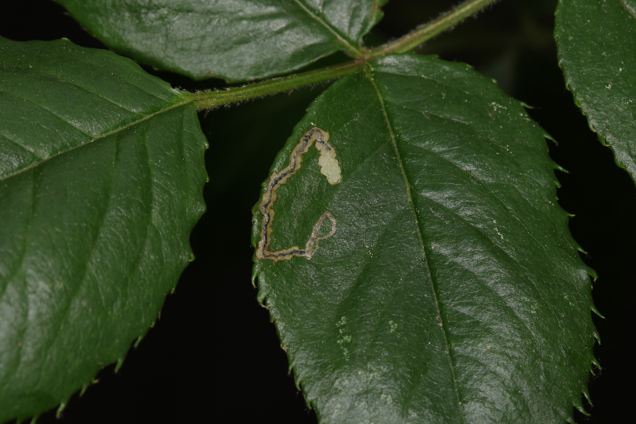 Stigmella centifoliella (Zeller, 1848) Beirne, 1945