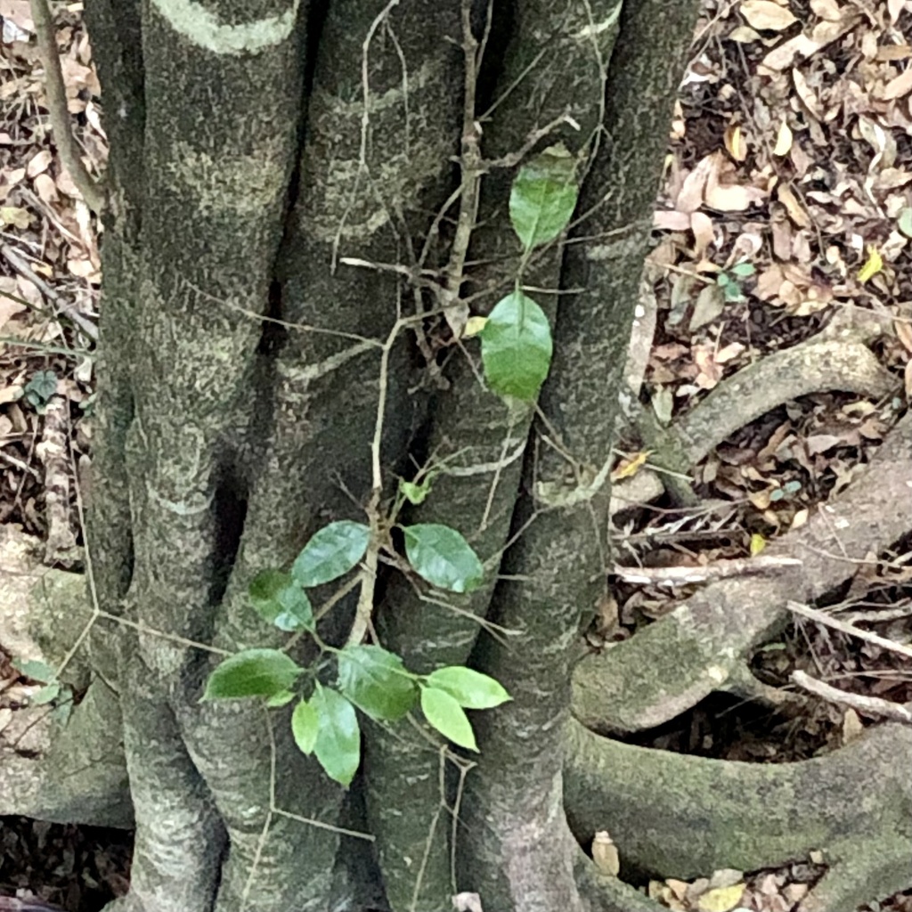 Australian Olive (Olea paniculata) - Botanical Realm