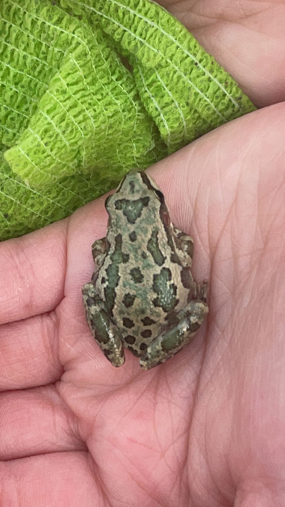 Spotted Chorus Frog from Alvarado on May 12, 2023 at 05:03 PM by ...