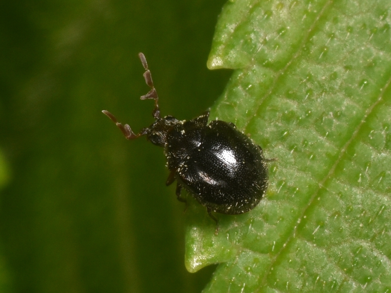 Caenocara C.G.Thomson, 1859