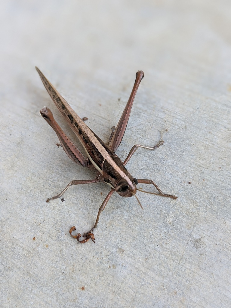 Spur-throated Locust from Elsmore NSW 2360, Australia on May 13, 2023 ...